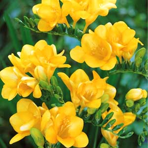 Frézia yellow