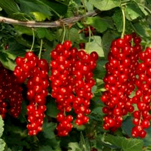 Fertődi hosszúfürtű piros ribizli magastörzsű