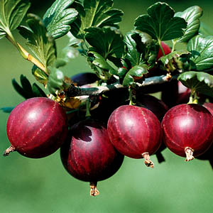 Rokula Egres magastörzsű