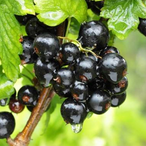 Fekete ribizli magastörzsű